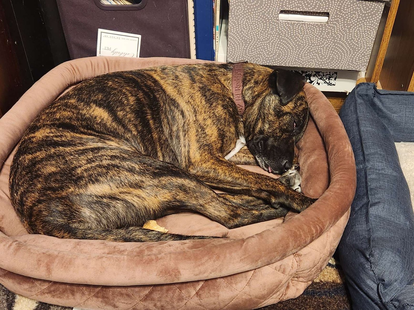 National Dog Day 2024 - Random Bits of Fascination