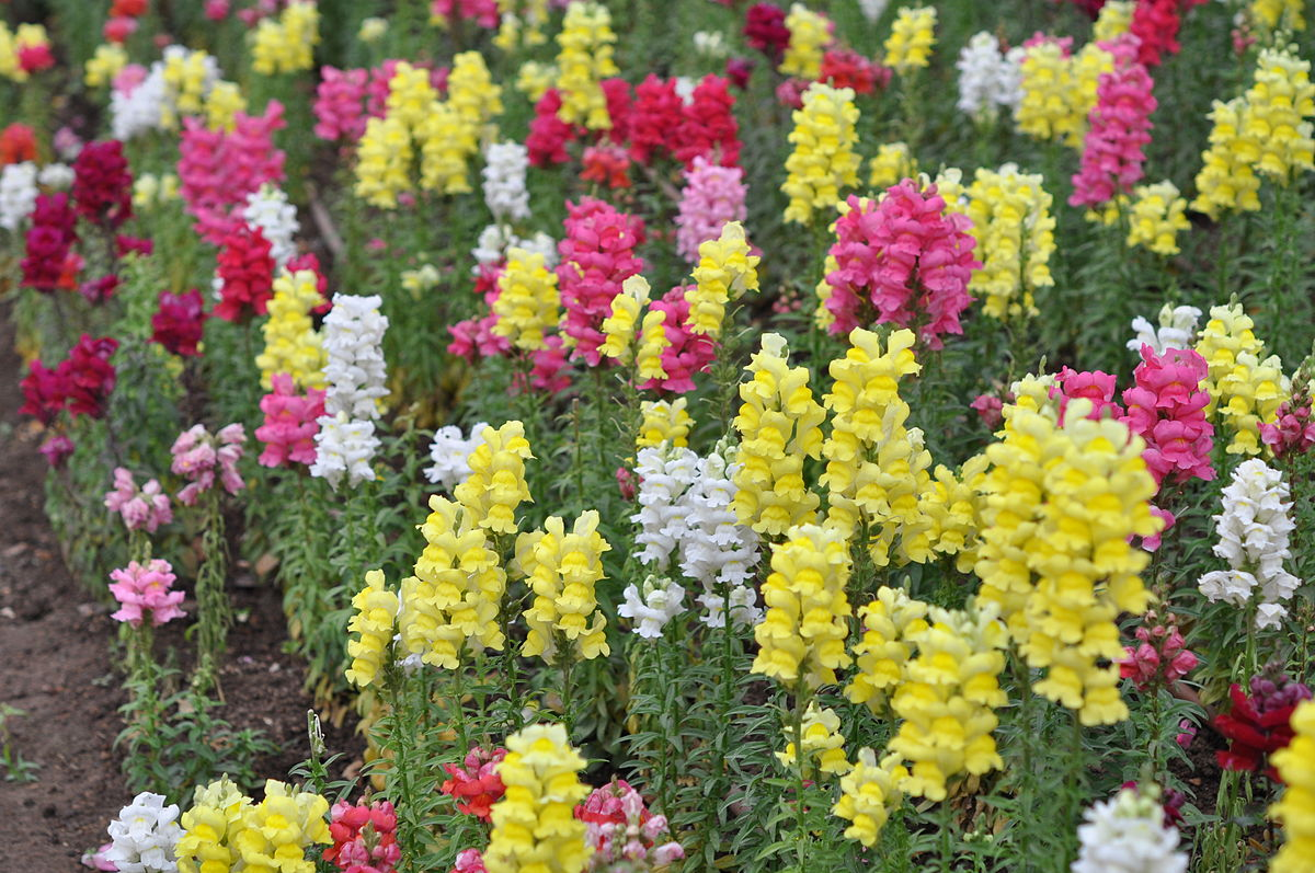 A Bit about Snapdragons - Random Bits of Fascination