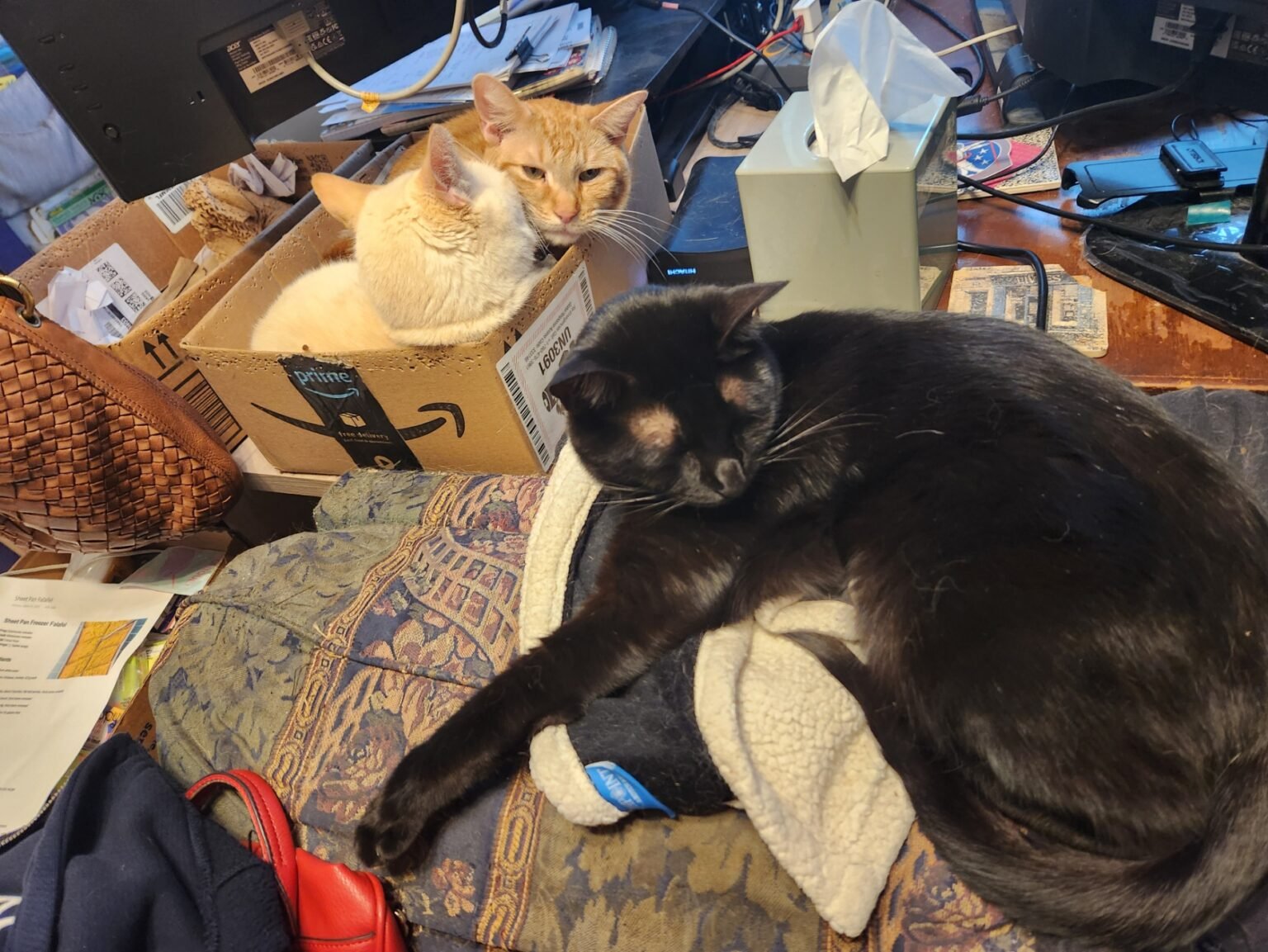 Hurrah for International Cat Day - Random Bits of Fascination